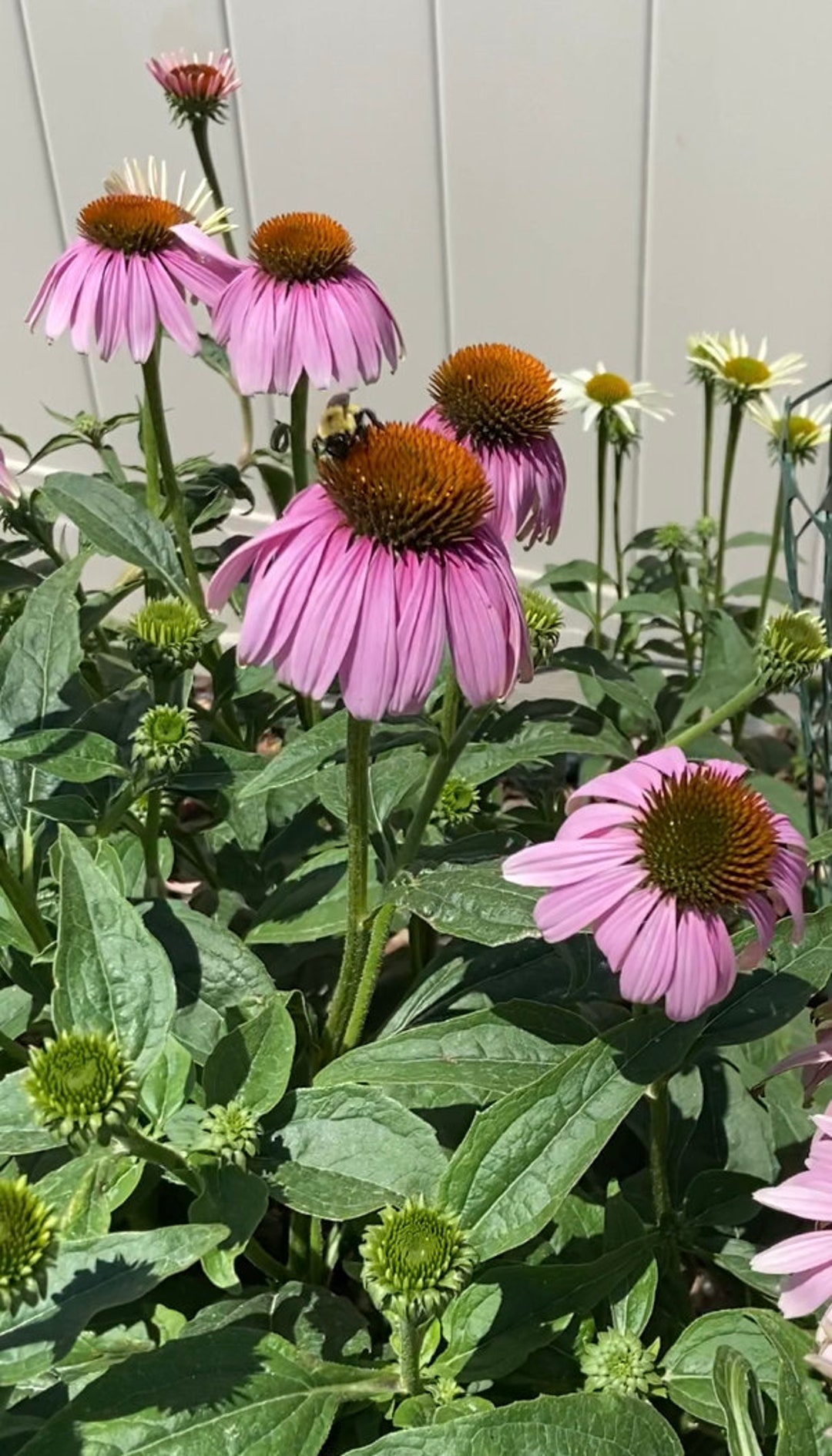 100 Echinacea Purpurea Seeds Purple Coneflower Wildflower - Etsy