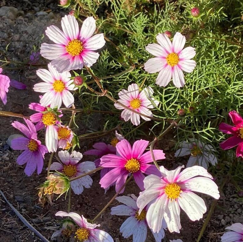 75 Cosmos Candy Stripe Seeds Cosmos Flower Seeds - Etsy