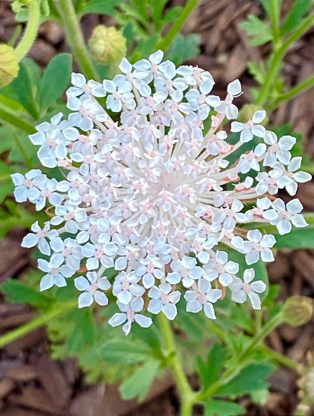 Pink Lace Flower Didiscus Seeds (60+) - Etsy