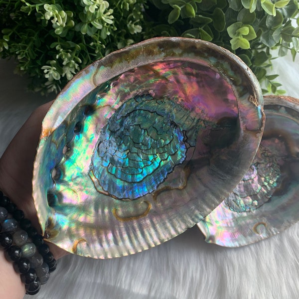 Rainbow Shell - Etsy