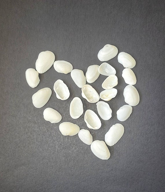 White Ark Natural Seashells Ark Natural Shells Craft - Etsy