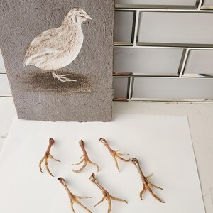 Quail Feet, Real Quail Feet With Claws, Feet Project, Pet Treats - Etsy