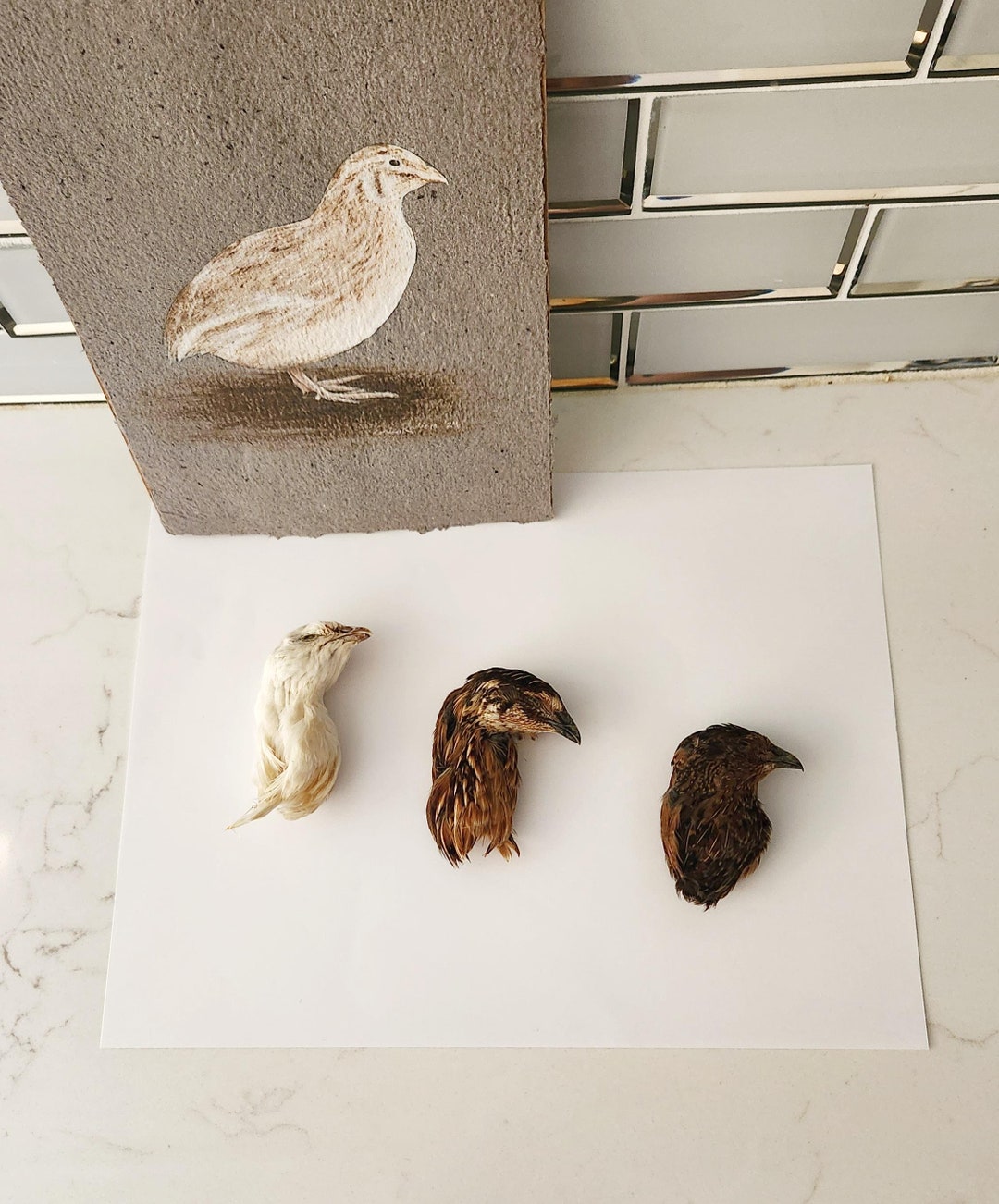 Quail Head, Real Quail Head, Bird Head Project, Pet Treats - Etsy