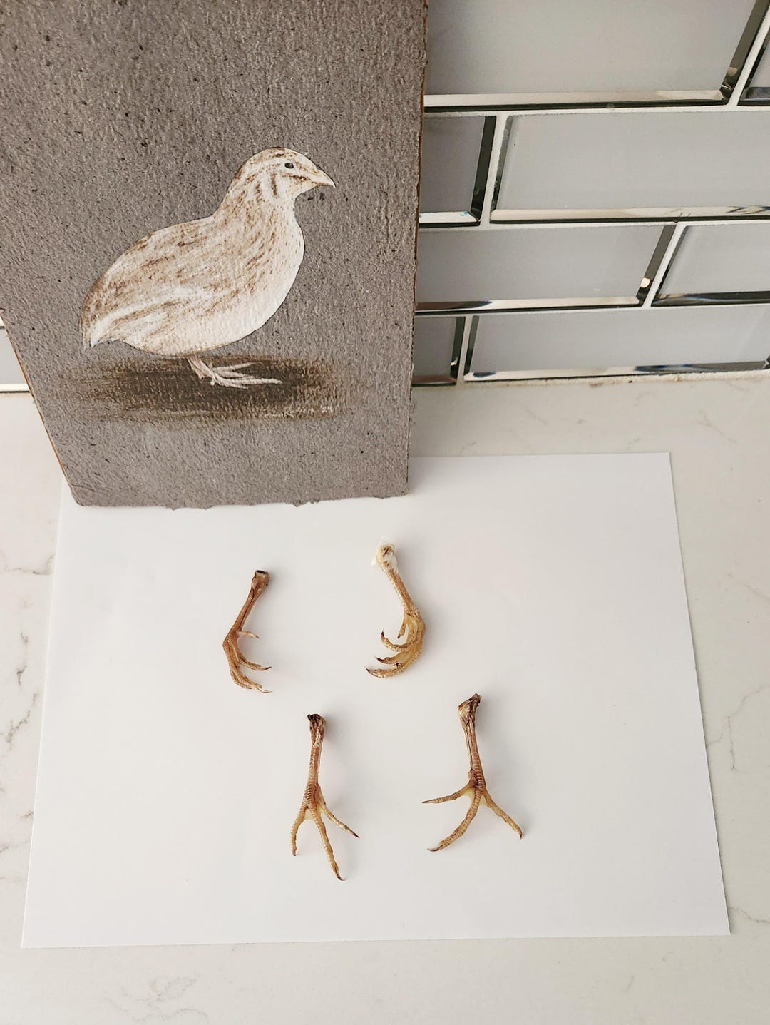 Quail Feet, Real Quail Feet With Claws, Feet Project, Pet Treats - Etsy