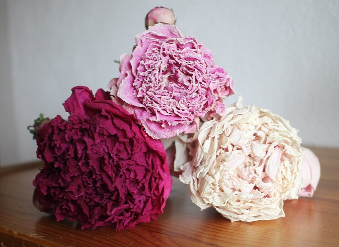 Dried Peonies in Different Sizes and Colors, Dried Flowers, Bridal ...