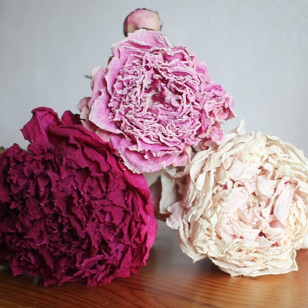 Dried Peonies - Etsy