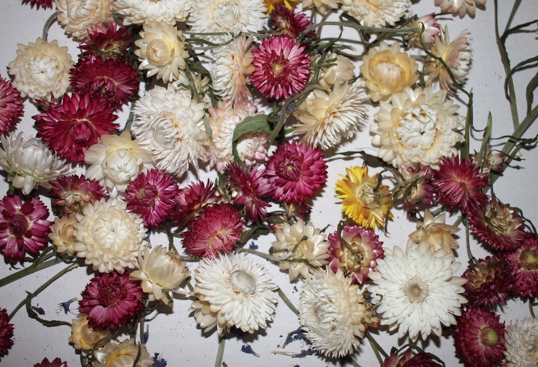 Strawflowers in a Color Mix of Helichrysum 30 Pieces - Etsy