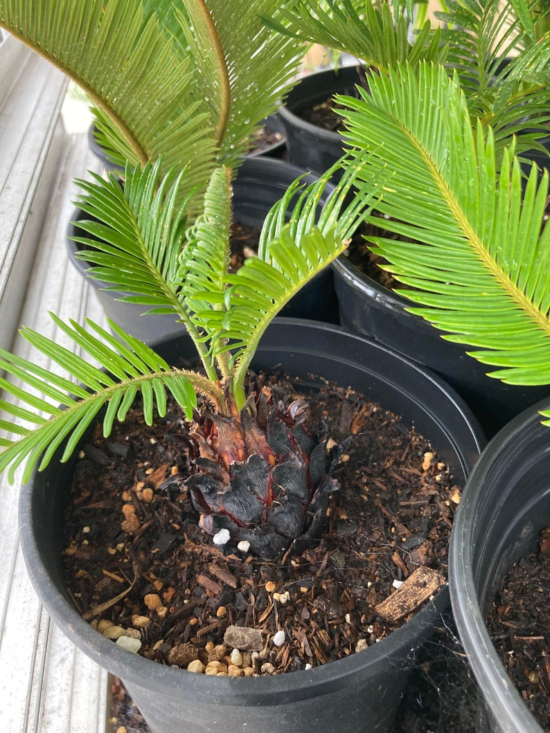 Sago Palm Pups One Gallon - Etsy