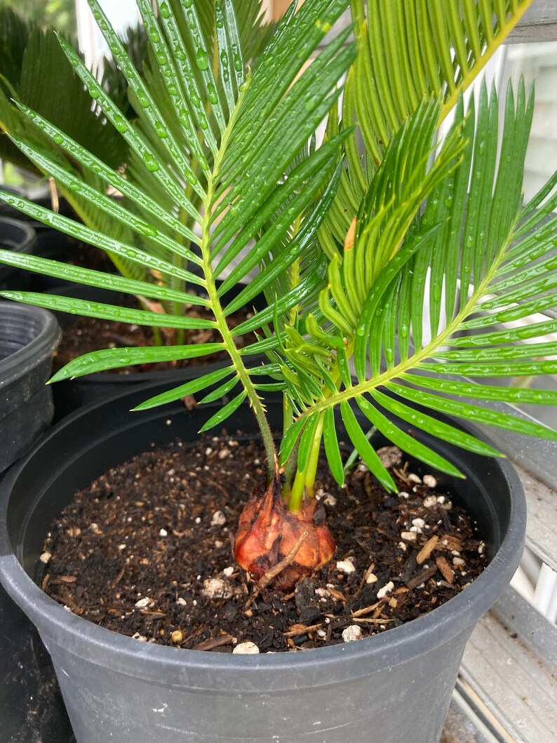Sago Palm Pups One Gallon - Etsy