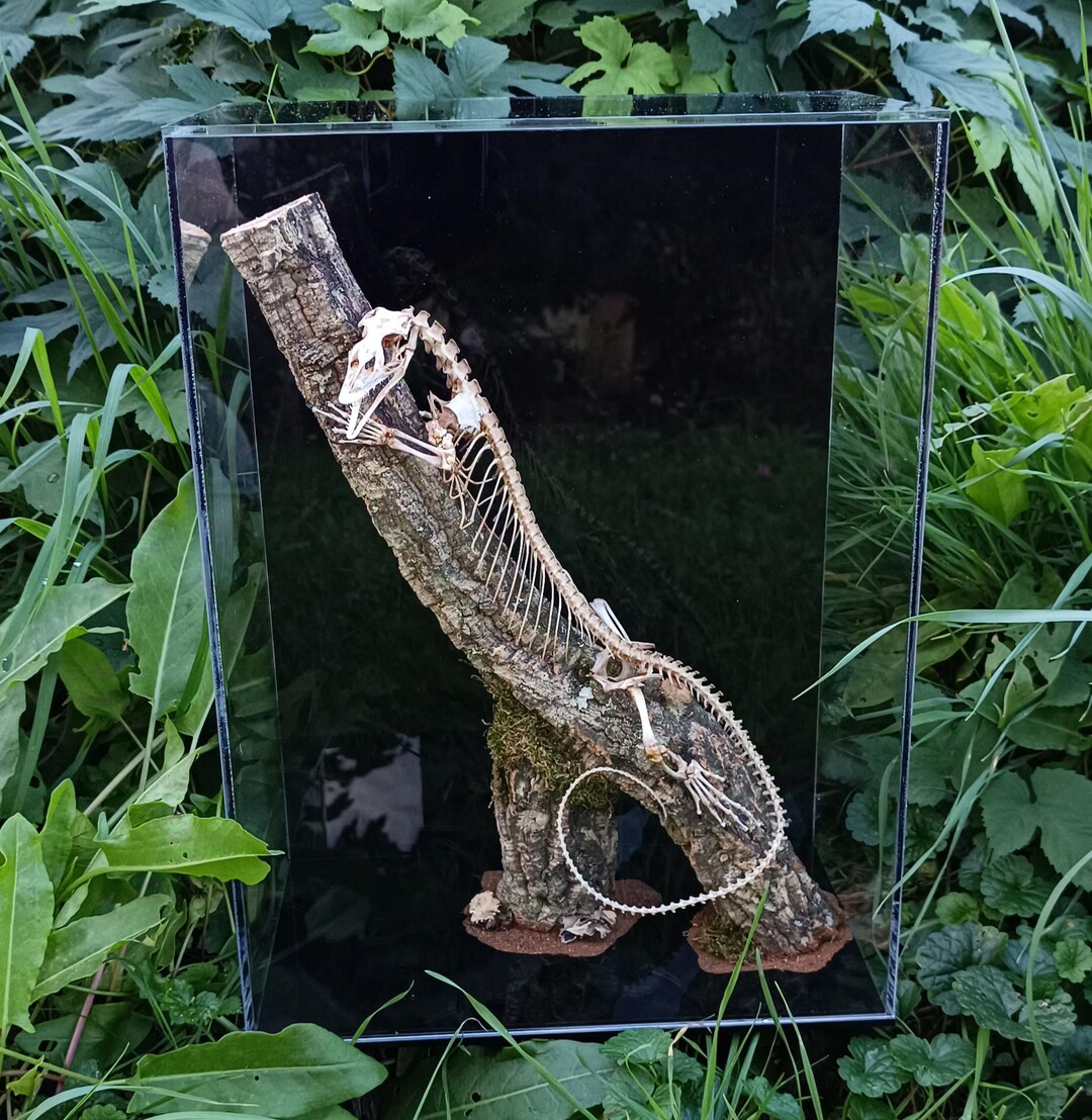 Varanus Rudicollis Skeleton in Display Case - Etsy