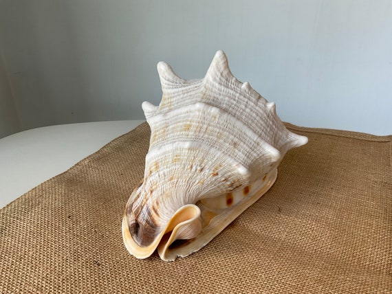 Rare and Beautiful Giant Helmet Conch Shell Beach Decor - Etsy