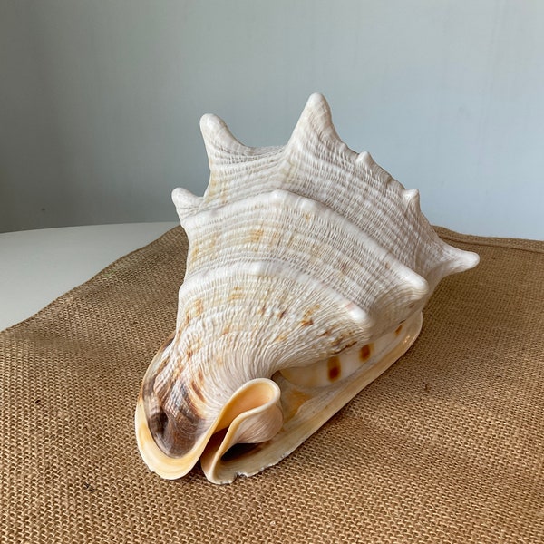 Conch Shell Art - Etsy