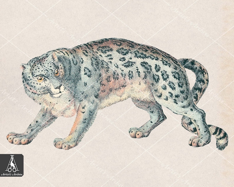 Snow Leopard Clip Art Illustration, Vintage, Painting, Collage ...