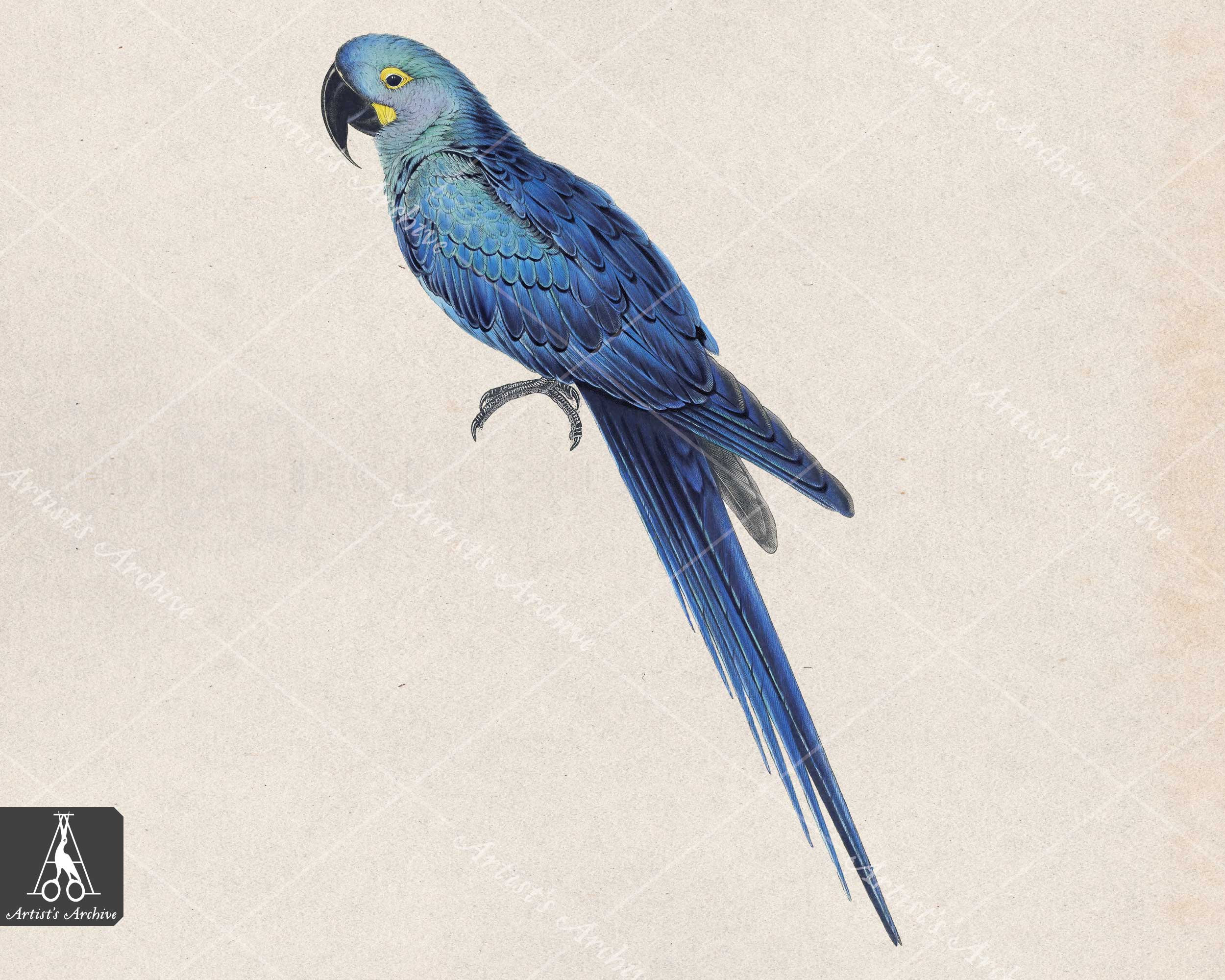 Blue Macaw Clip Art Illustration, Parrot, Vintage, Painting, Collage ...