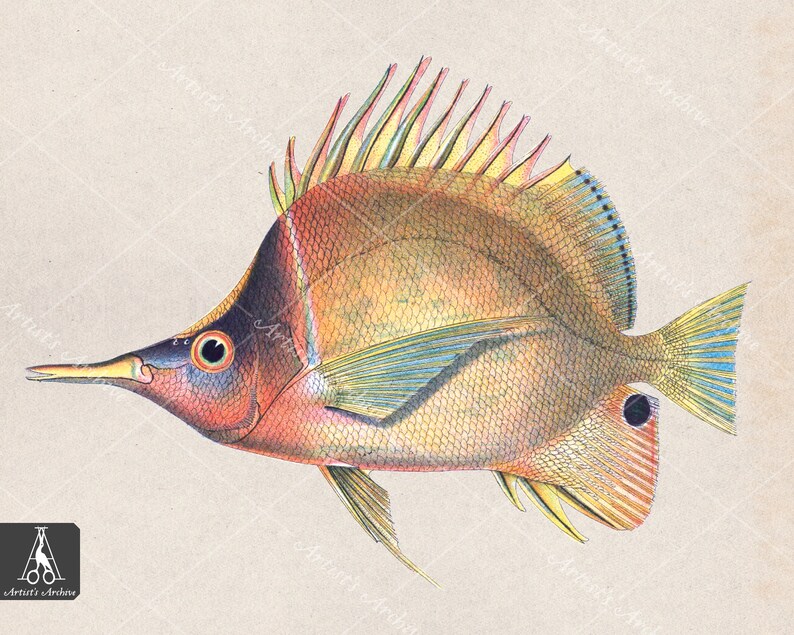 Rainbow Angelfish Illustration Vintage Clip Art, Illustration, Painting ...