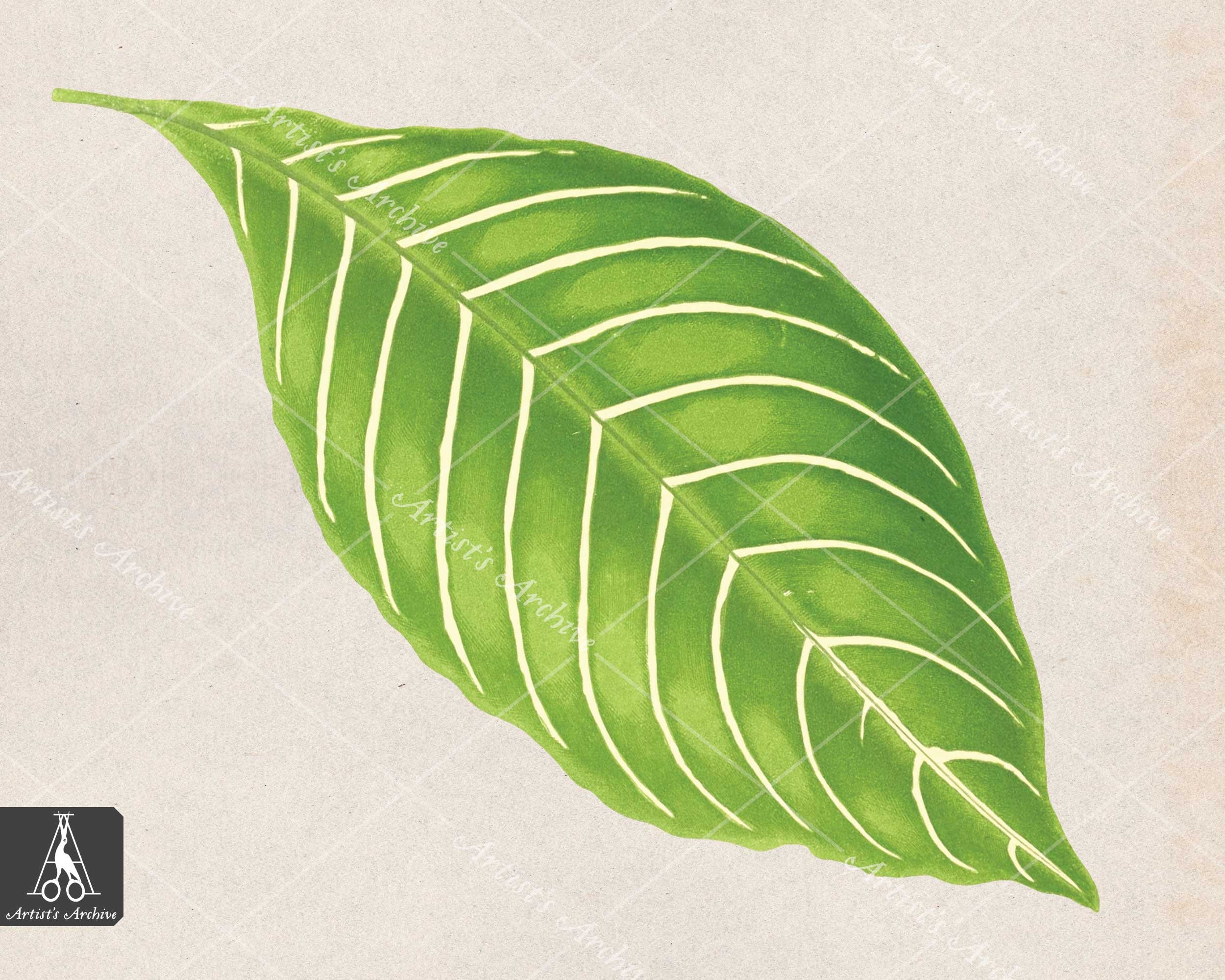Tropical Green Variegated Leaf Illustration, Clip Art, Collage ...