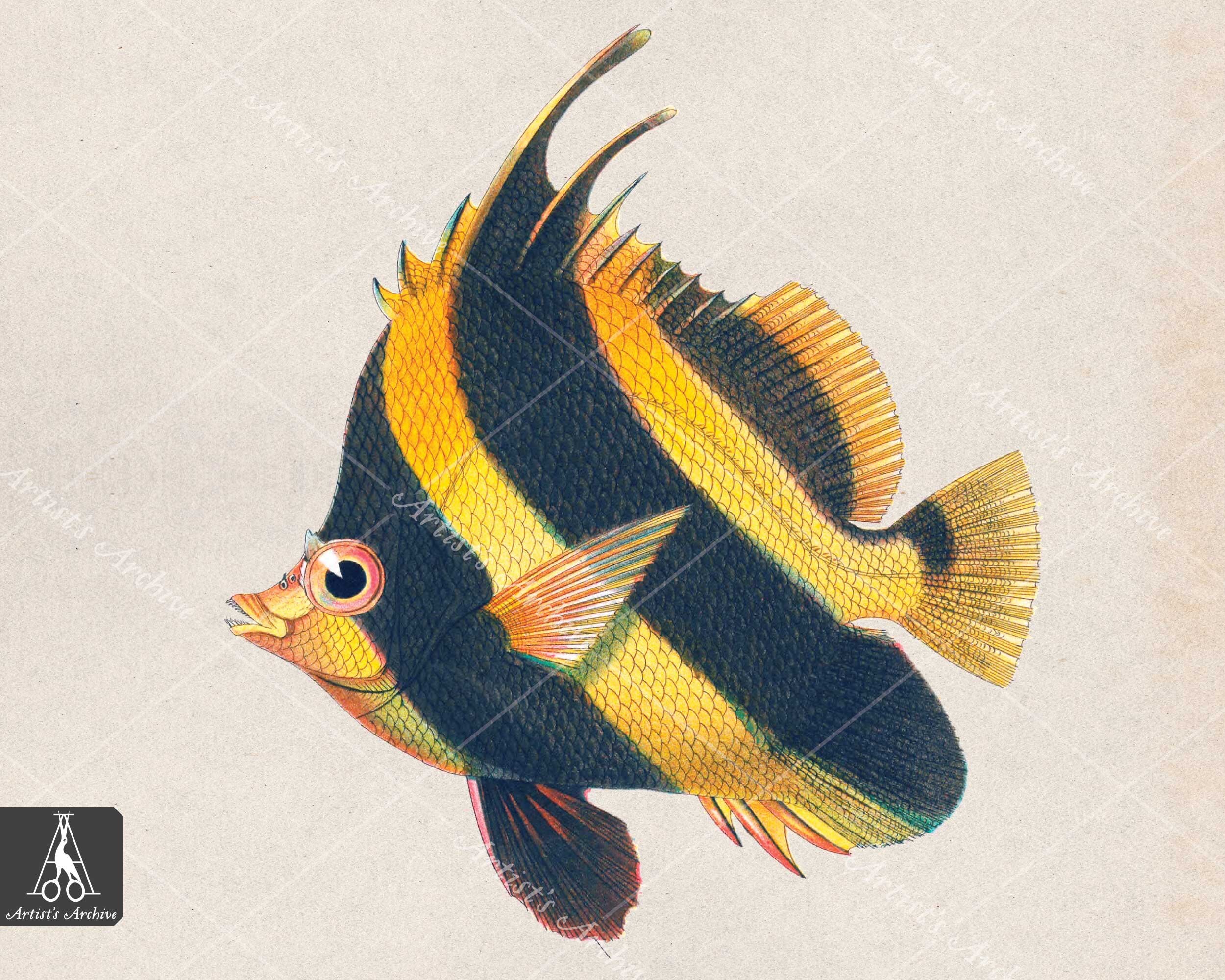 Angelfish Illustration Vintage Clip Art, Fish, Painting, Collage ...