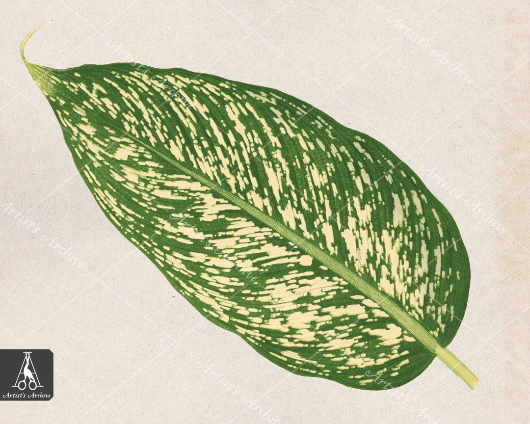 Tropical Variegated Leaf Illustration, Clip Art, Collage, Botanical ...
