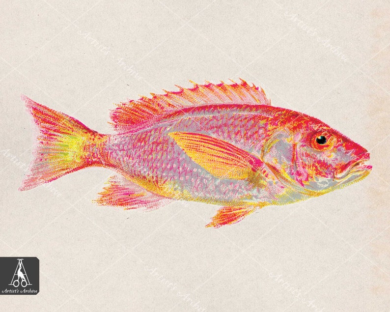 Red Snapper Fish Illustration Vintage Clip Art, Painting, Collage ...