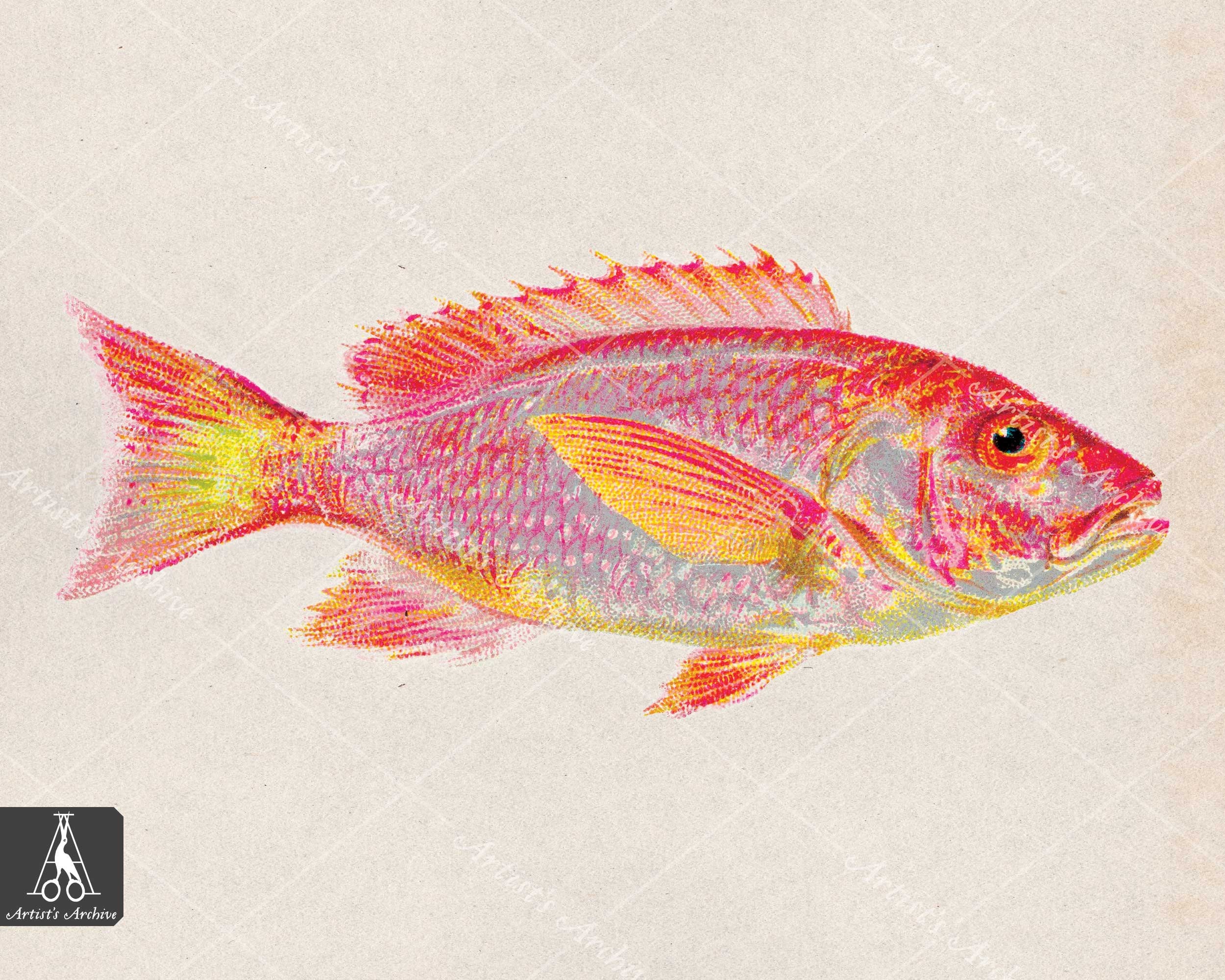 Red Snapper Fish Illustration Vintage Clip Art, Painting, Collage ...