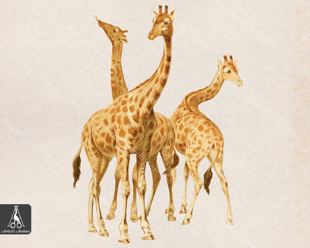 Giraffes Clip Art Illustration, Vintage, Painting, Collage ...