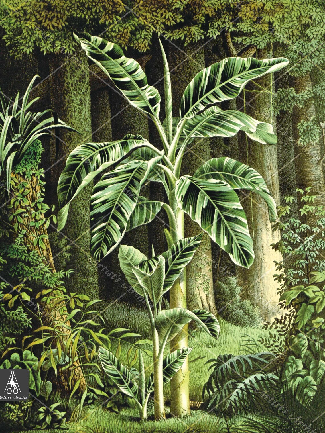 Variegated Banana Tree Tropical Rain Forest Vintage Illustration ...
