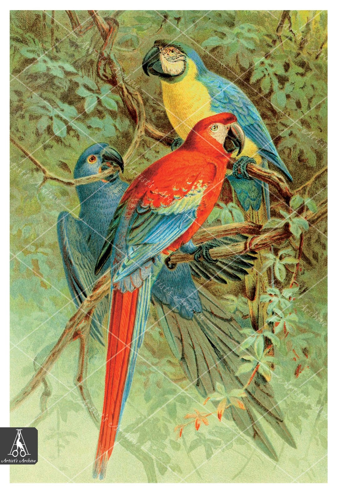 Macaw Parrots in Trees Tropical Rain Forest Vintage Illustration ...