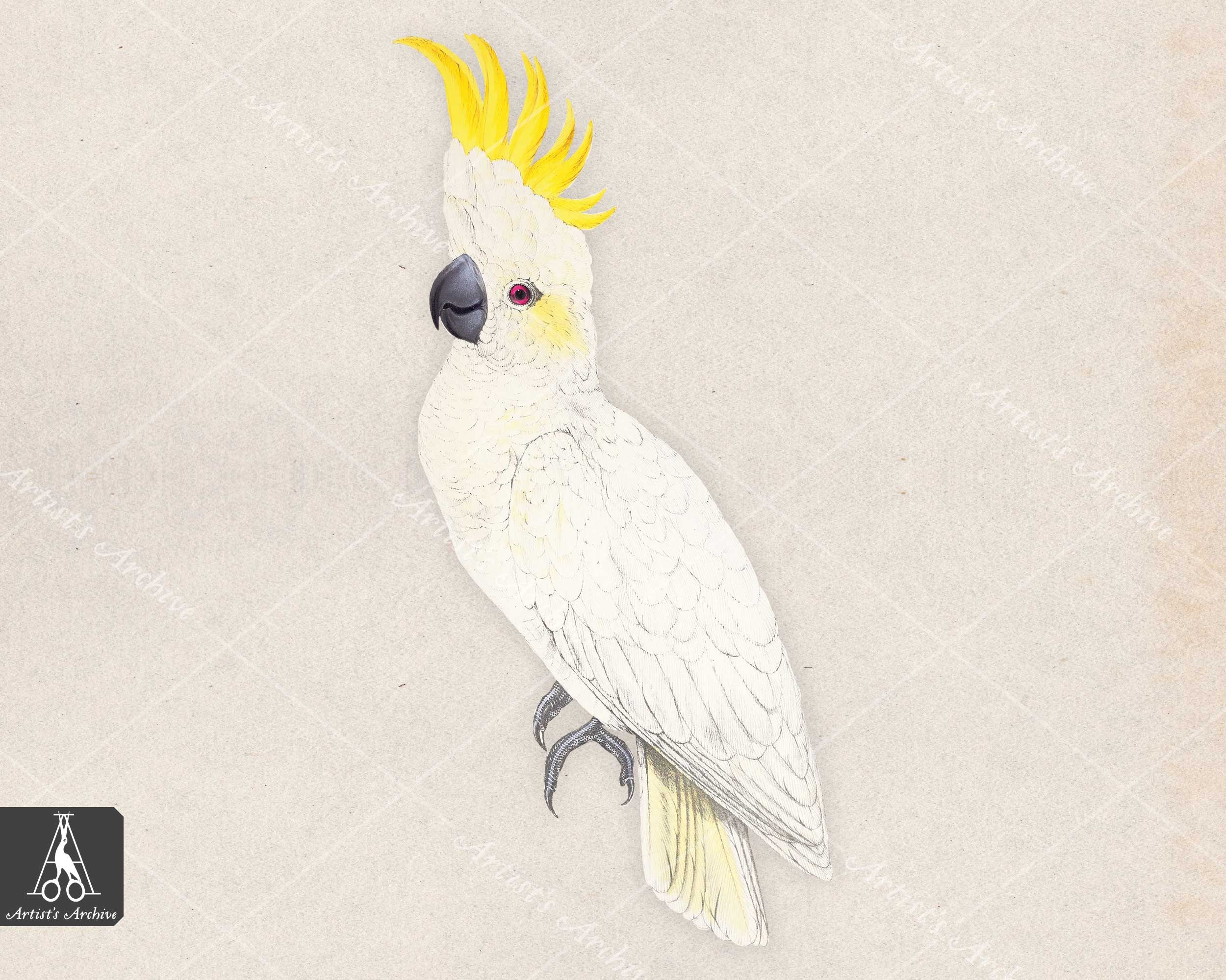 Cockatoo Clip Art, Illustration, Vintage, Painting, Collage ...