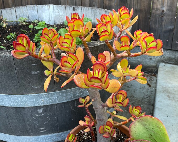 Colorful Jade Plant (green Red Orange) - Etsy