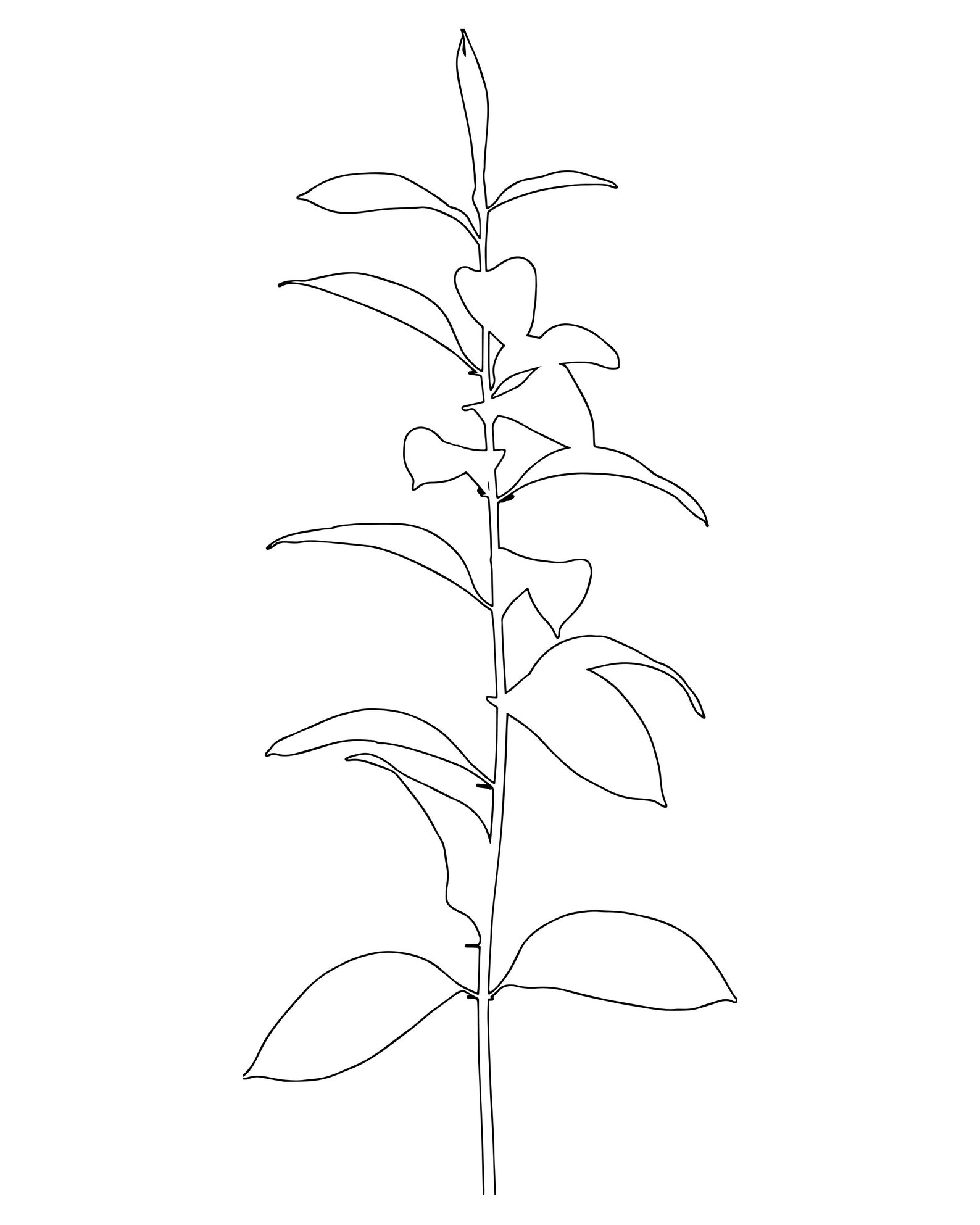 Line Art Leaves Print Greenery Outline Wall Art Home Decor | Etsy