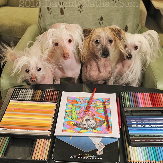 Chinese Crested Coloring Pages