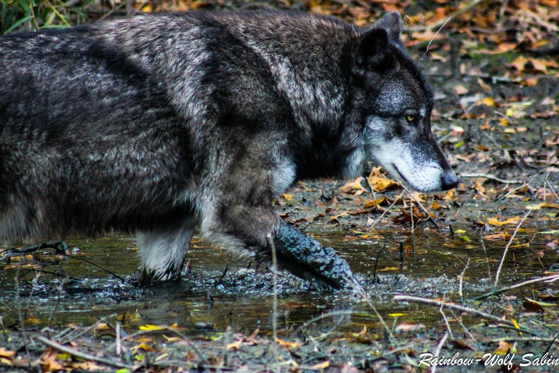 Adult Gray Wolf Walking in Mud Color Wildlife Photography Print: (5x7 ...
