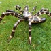 Hand Carved Wooden Spiders - 40cm, 60cm, Pair - Etsy UK