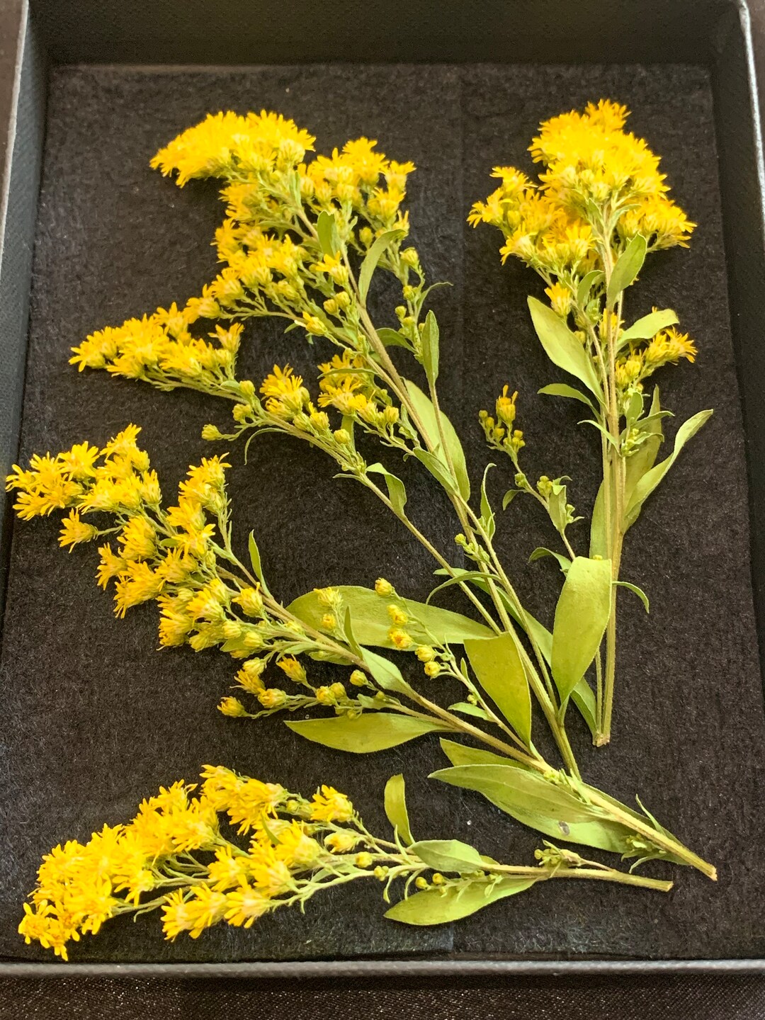 Golden Rod - 4 Real Dried Flower Sprigs, Natural Flowers, Undyed ...