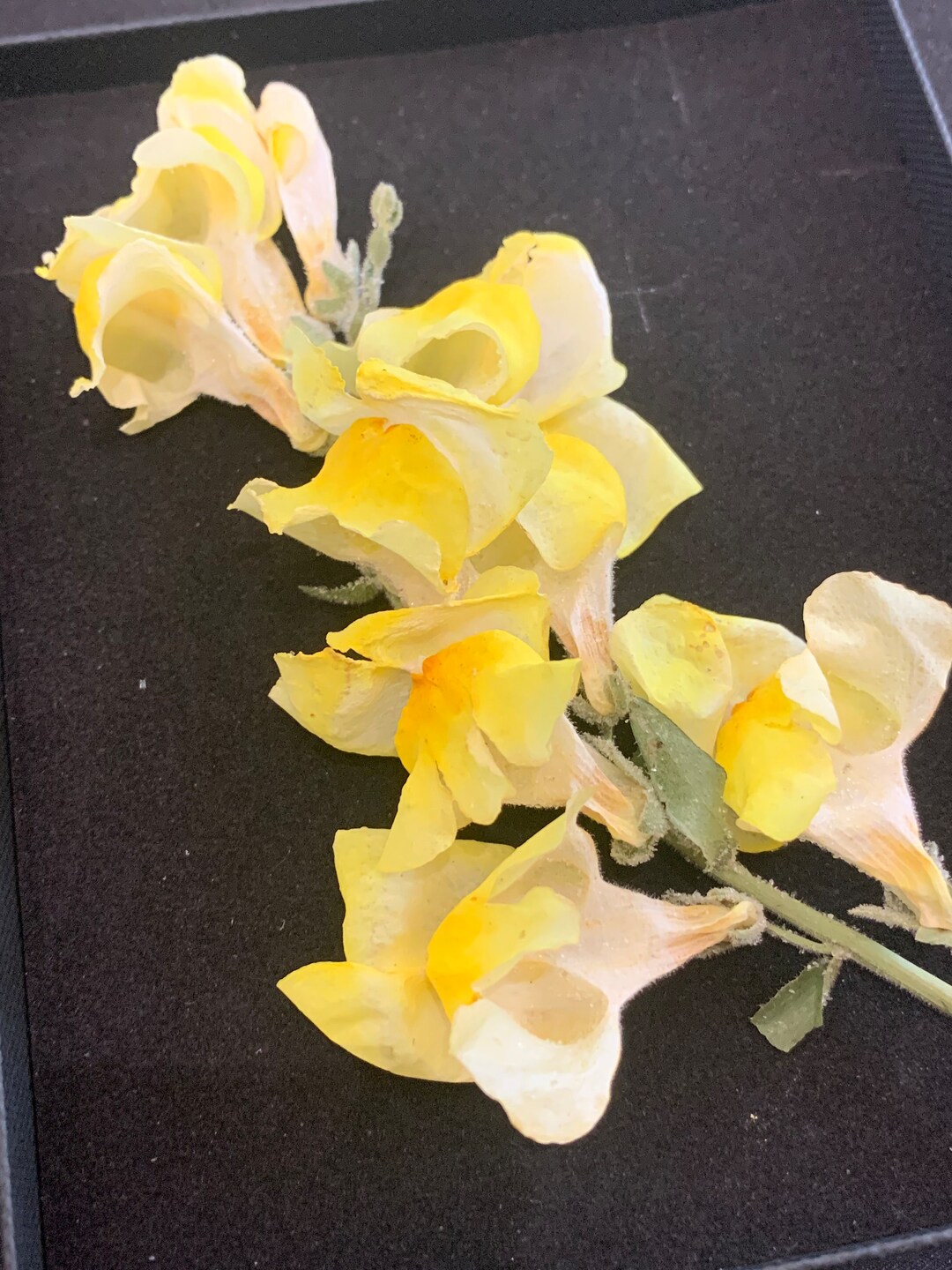 Snapdragon Flower Head - 2 Stems Real Dried Flowers, UK Shop, Natural ...