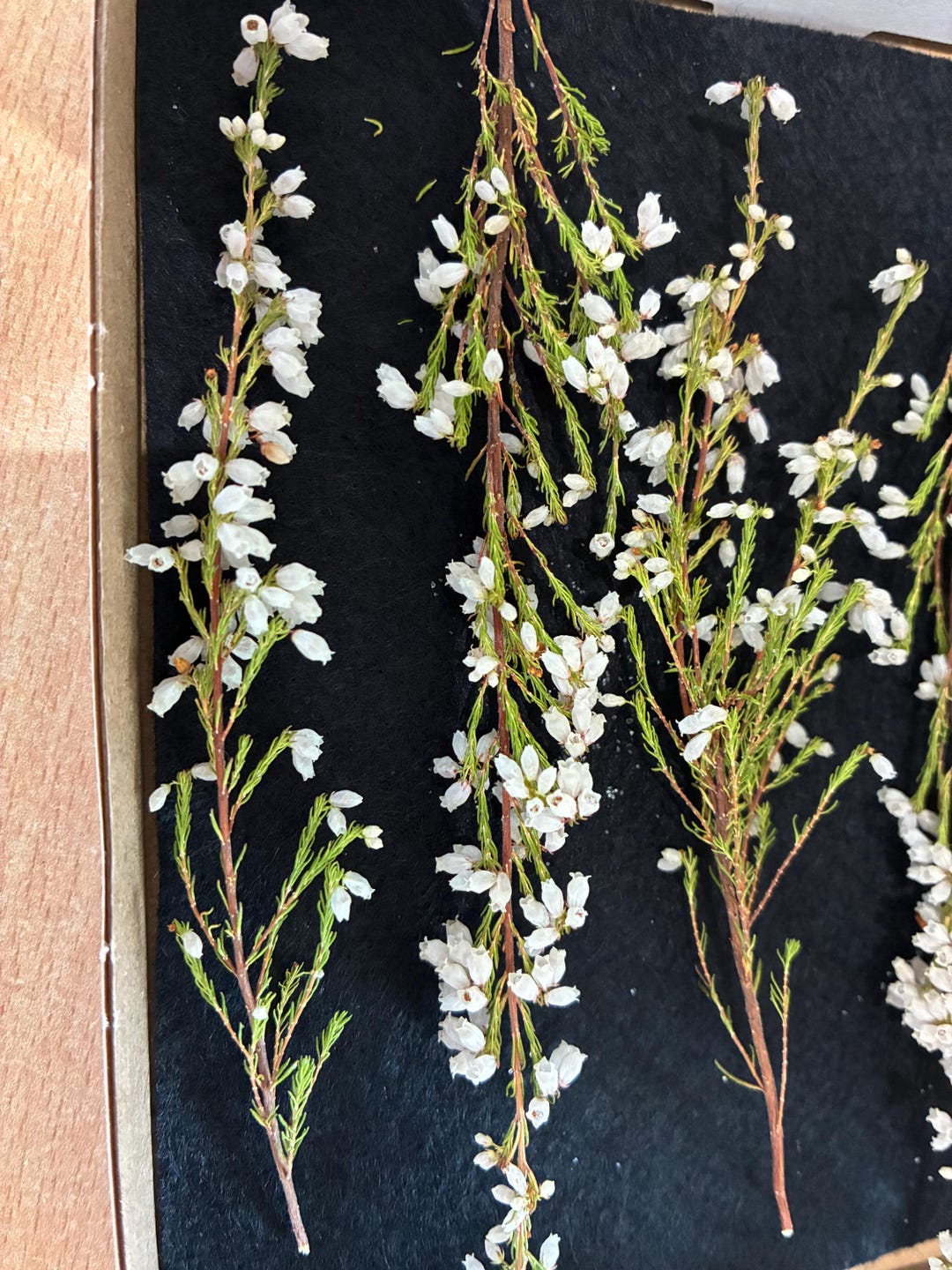 Calluna - 4 Sprigs Real Dried Flowers (heather), Natural Flowers ...
