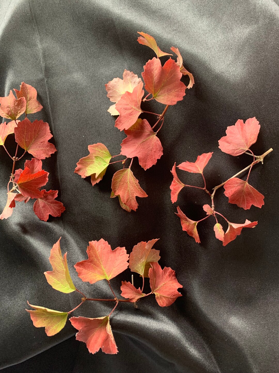 Real Dried Leaves, UK Shop, Natural Leaves, Undyed Leaves, Leaves for ...