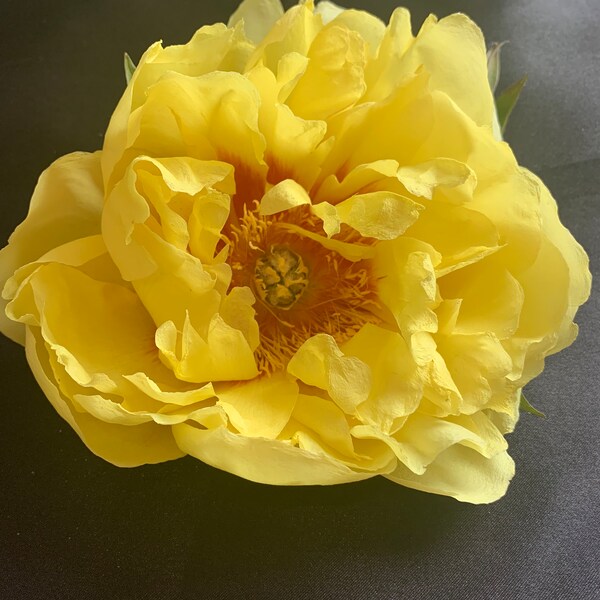 Dried Peonies - Etsy