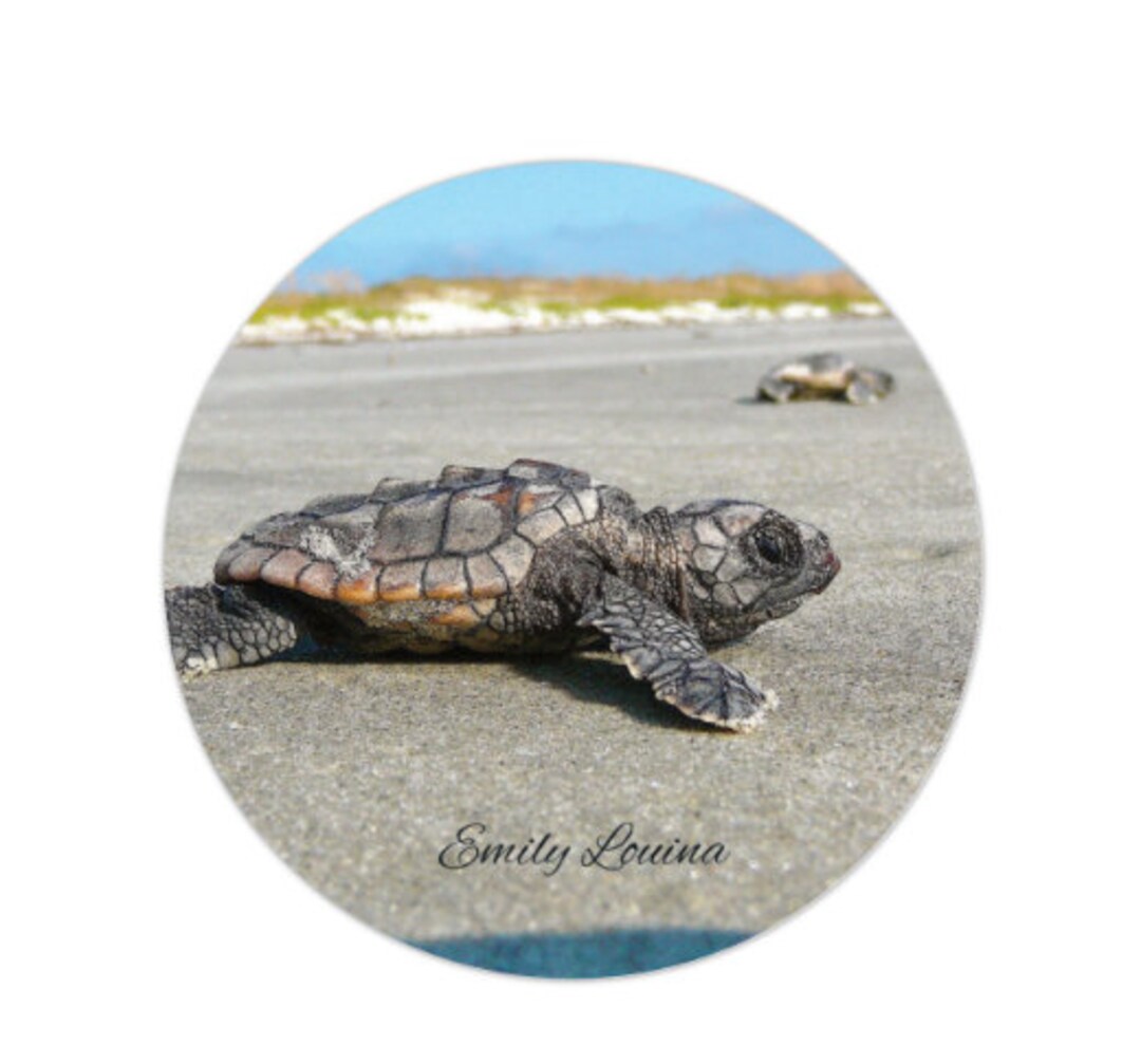 Sea Turtle Sticker - Etsy