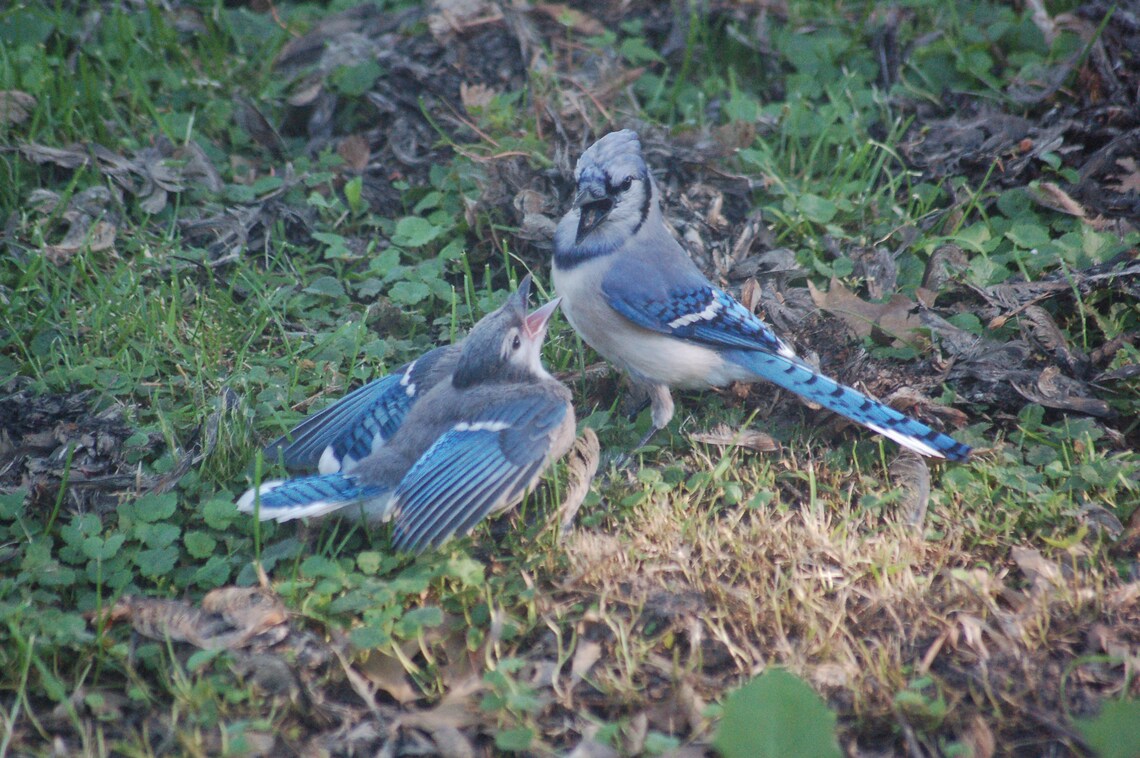 Bird Digital Download Nature Photography Blue Jays Male | Etsy