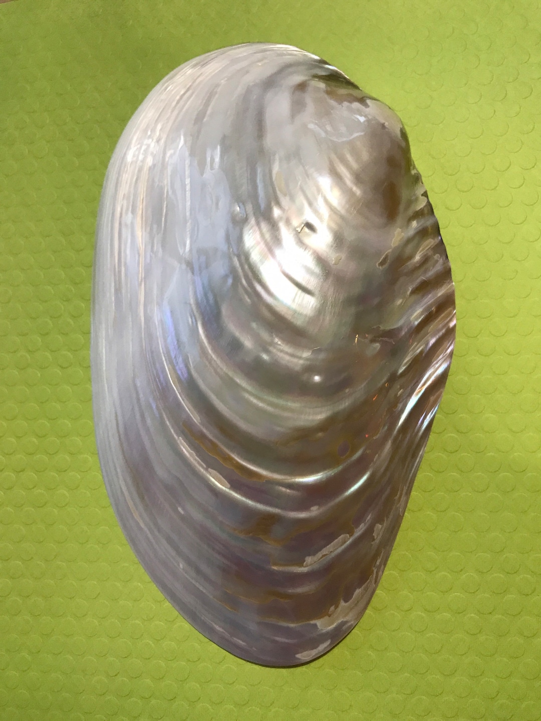 Giant Mussel Shell 9 Inches Natural and Magnificent Nature's Stunning ...