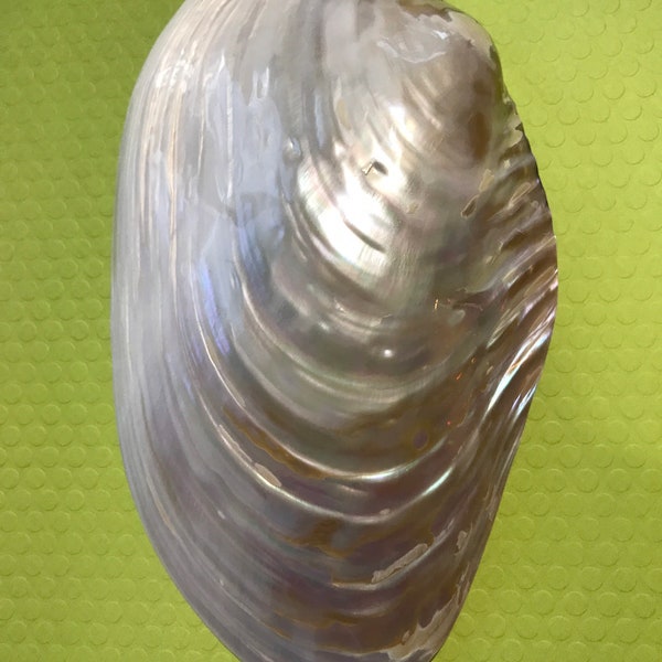 Large Mussel Shells - Etsy