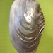 Giant Mussel Shell 9 Inches Natural and Magnificent Nature's Stunning ...