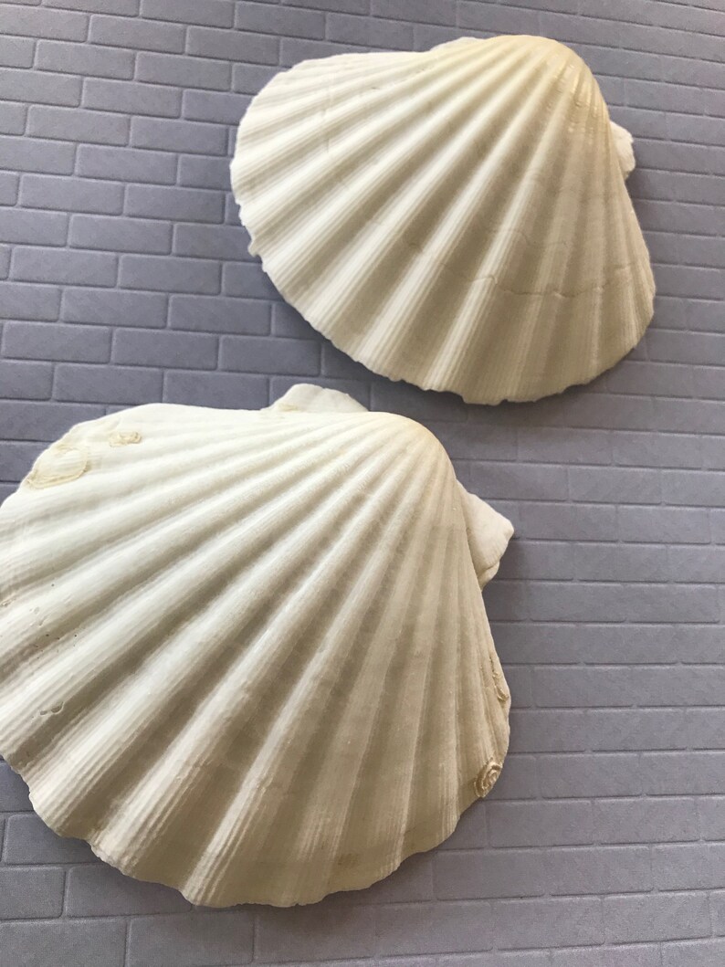 Irish Scallop Shells 4.5-in for Coastal Décor & Crafts, Coastal Living ...