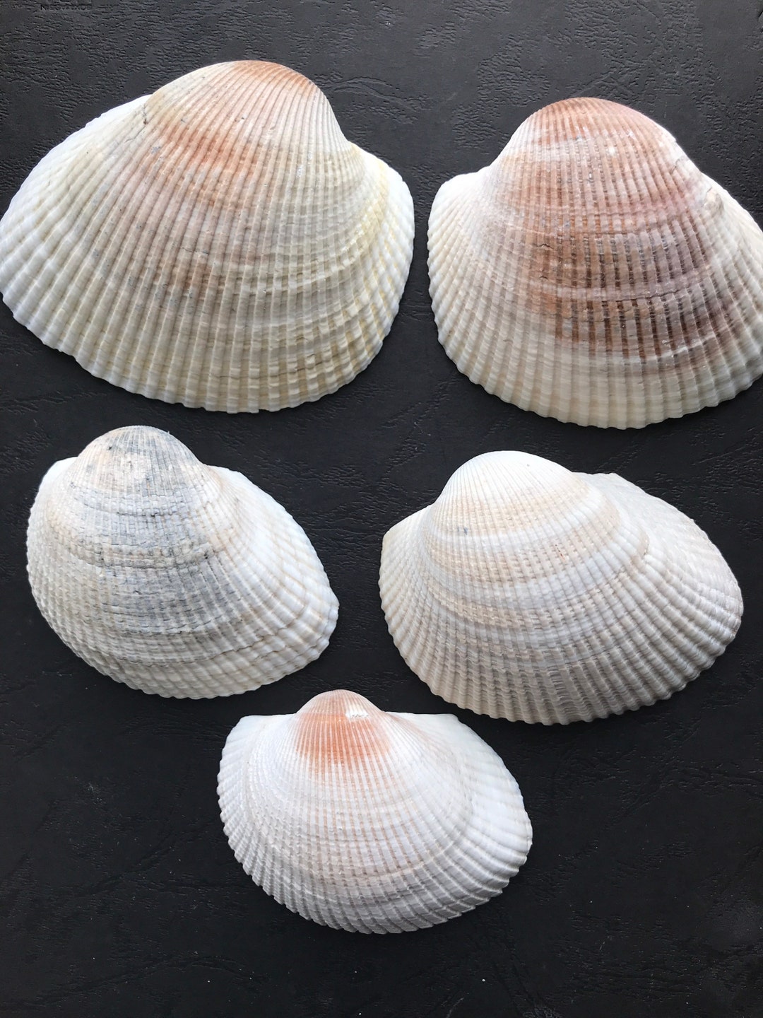 White Ark Clam Shells Large and Ridged, Pure Elegance Set of Five White ...
