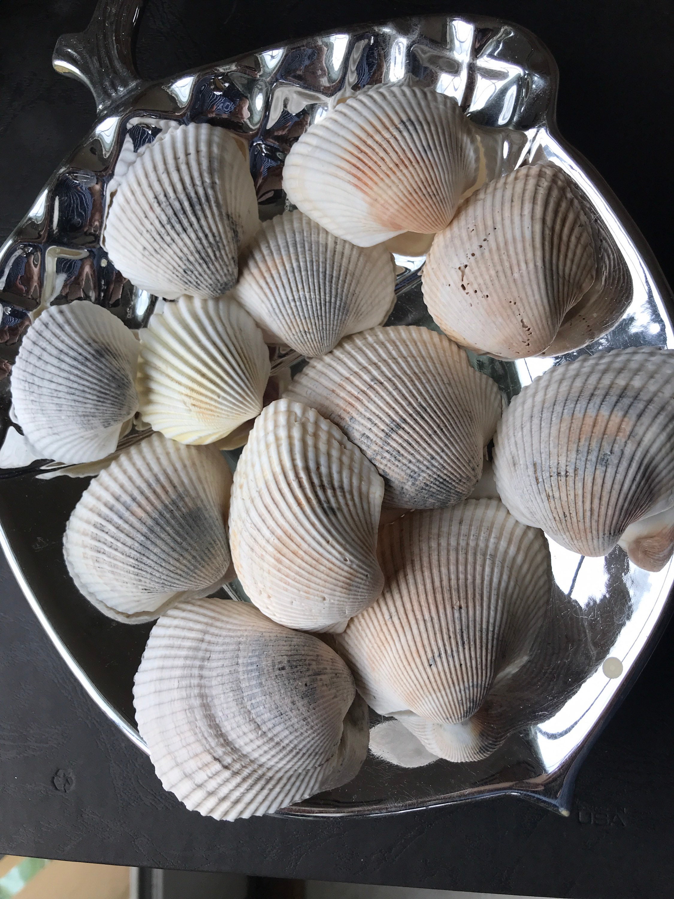 White Ark Clam Shells Medium Size, for Shell Craft Projects, for ...
