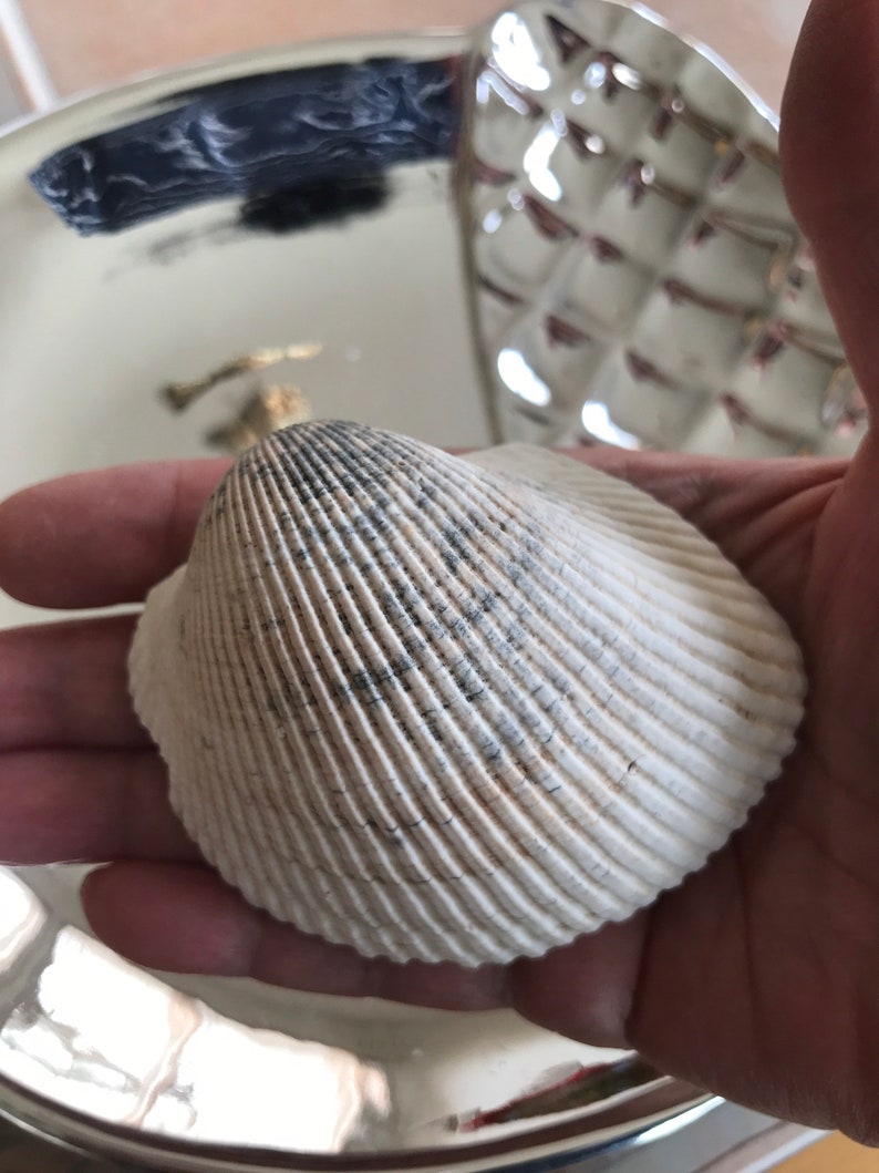 White Ark Clam Shells Medium Size, for Shell Craft Projects, for ...