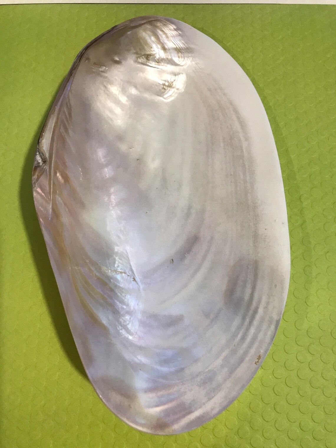 Giant Mussel Shell 9 Inches Natural and Magnificent Nature's Stunning ...