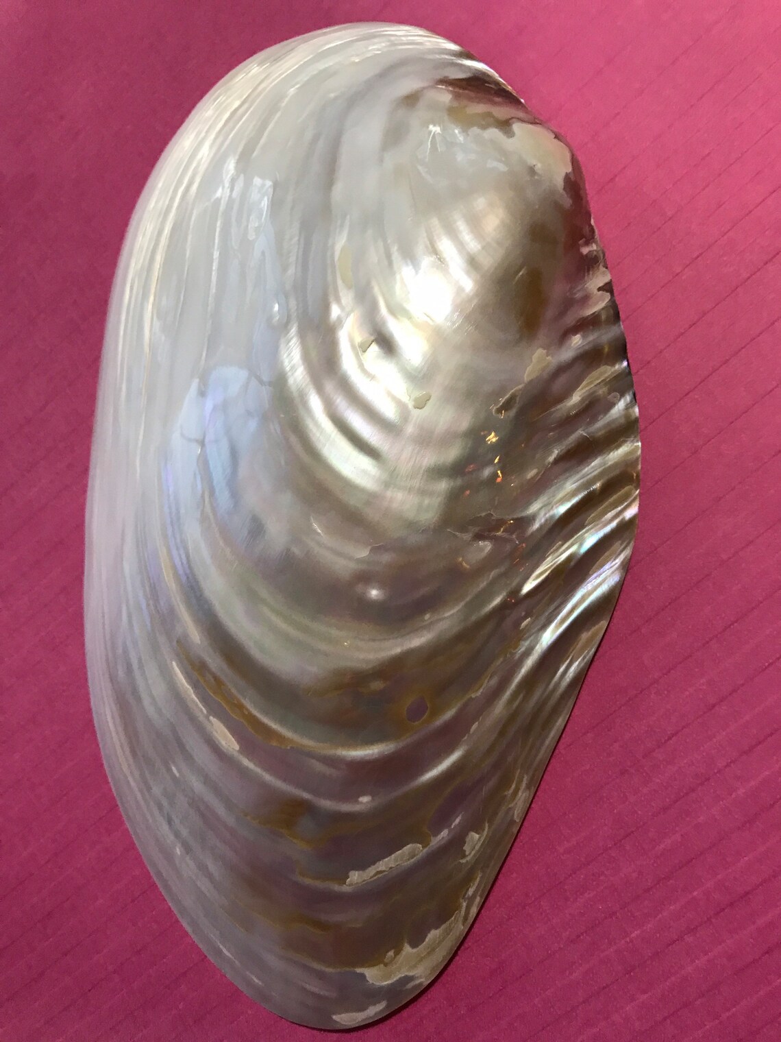 Giant Mussel Shell 9 Inches Natural and Magnificent Nature's Stunning ...
