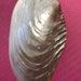 Giant Mussel Shell 9 Inches Natural and Magnificent Nature's Stunning ...